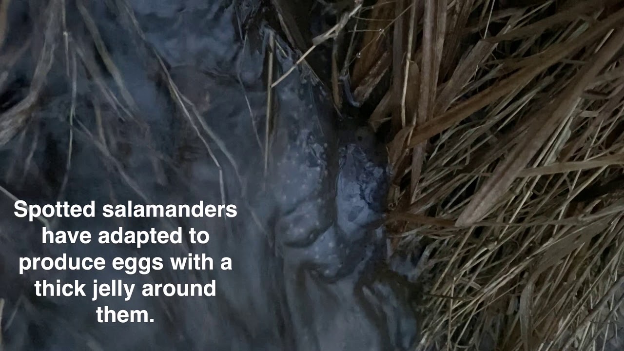 Spring Salamander Migration: Connecting with Nature Series - YouTube