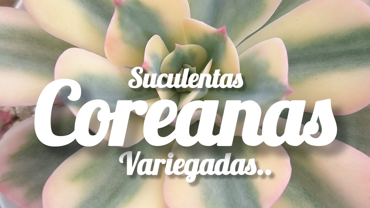 Plantas Coreanas las conocias?. #suculentas #plantas #flores s #jardín ...