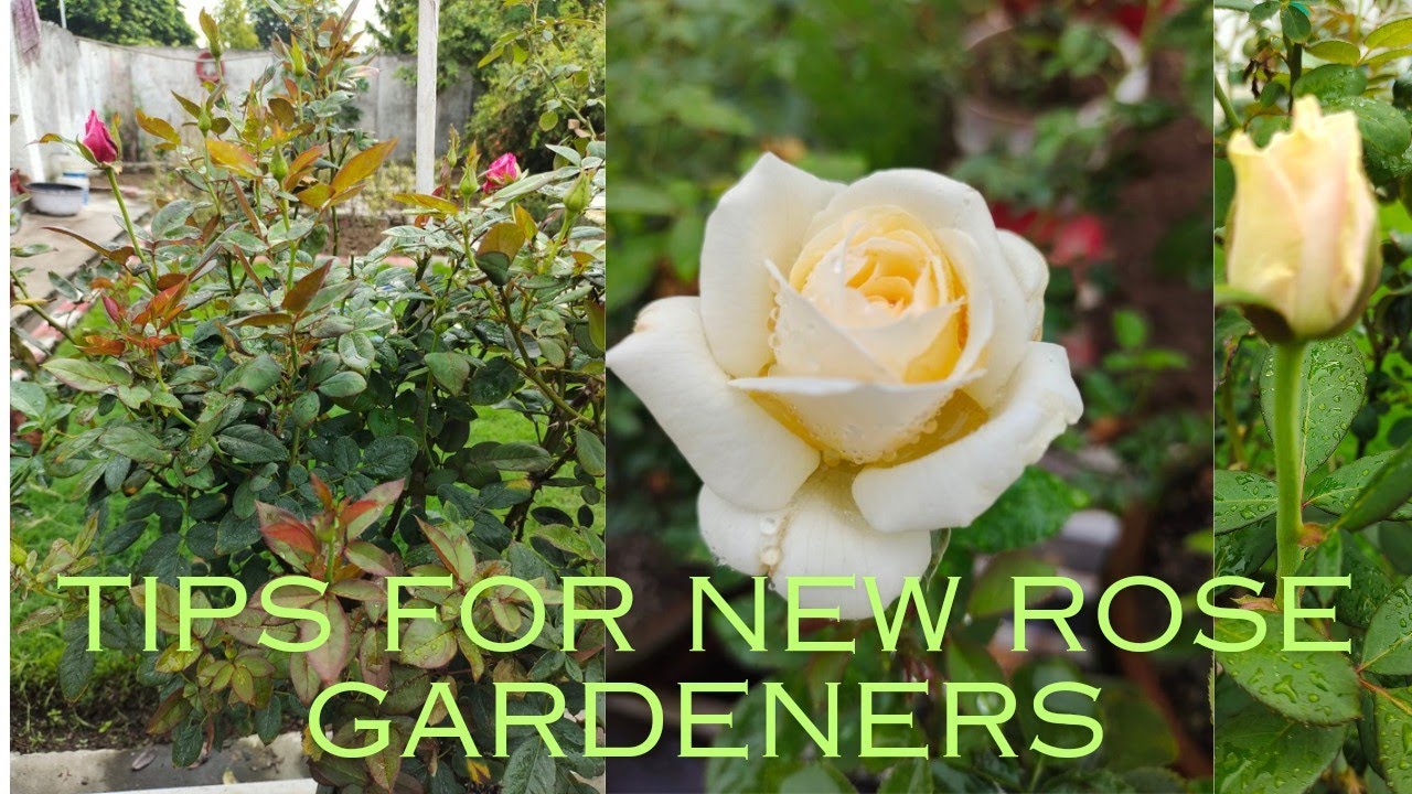 TIPS FOR NEW ROSE GARDENERS | ROSE CARE TIPS & TRICS - YouTube