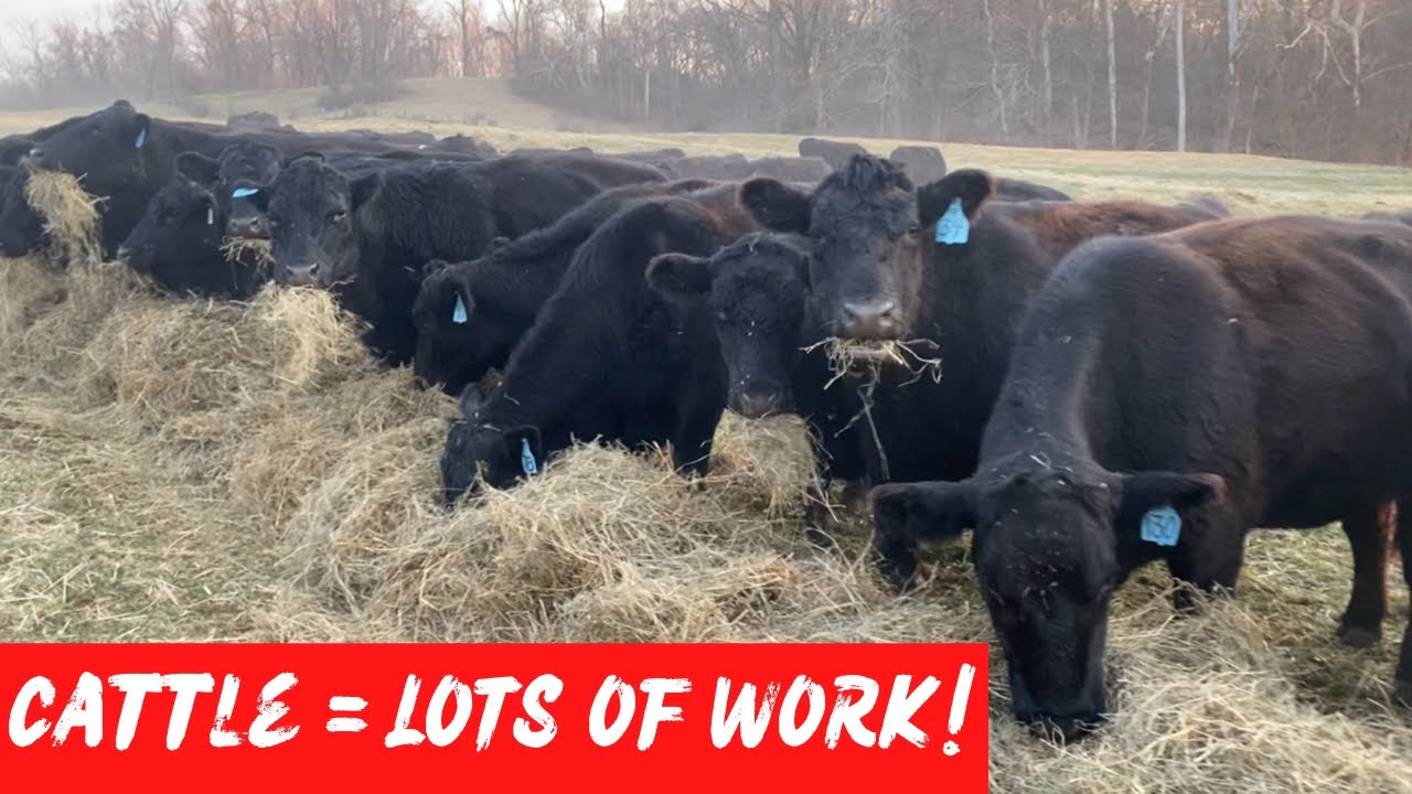 A Typical Day Taking Care Of 300 Head Of Cattle! - YouTube