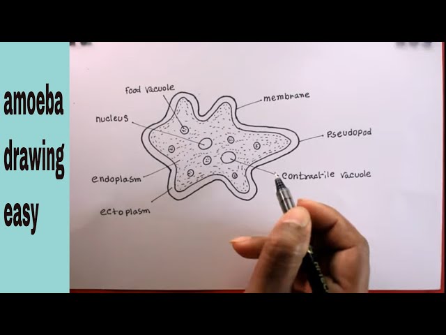 Amoeba Cartoon Drawing