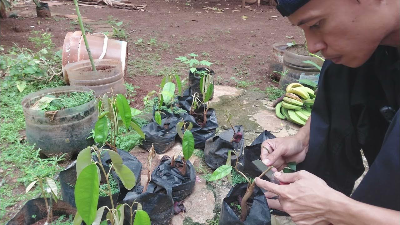 cara sambung pucuk durian paling mudah,yok lihat hasilnya - YouTube