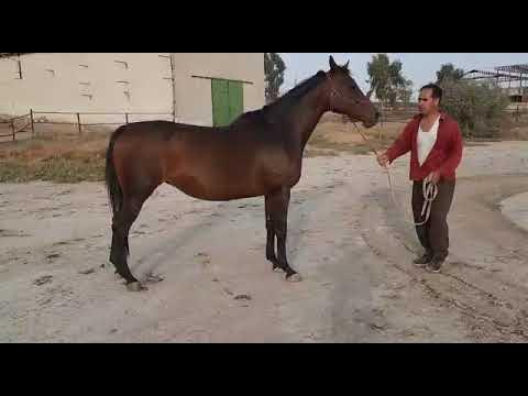 #اسب_تروبرد_قرنجیک ( مادیان تروبرد وارداتی از آلمان به نام کوئینگ گلاسه ...