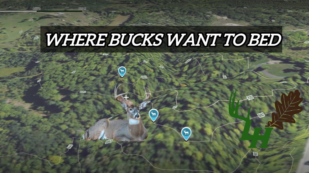 Buck Bedding (What to look for before cutting a bedding area) Part 1 ...