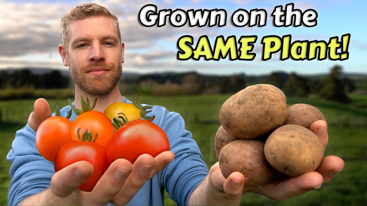 How I Grew Potatoes And Tomatoes On The Same Plant - YouTube