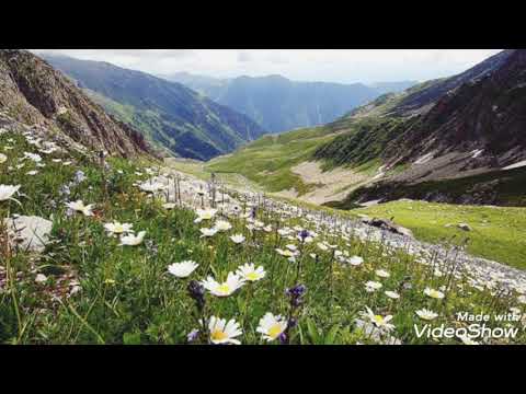 SÜKRAN  KURDAKUL - SEVGİ ORMANI