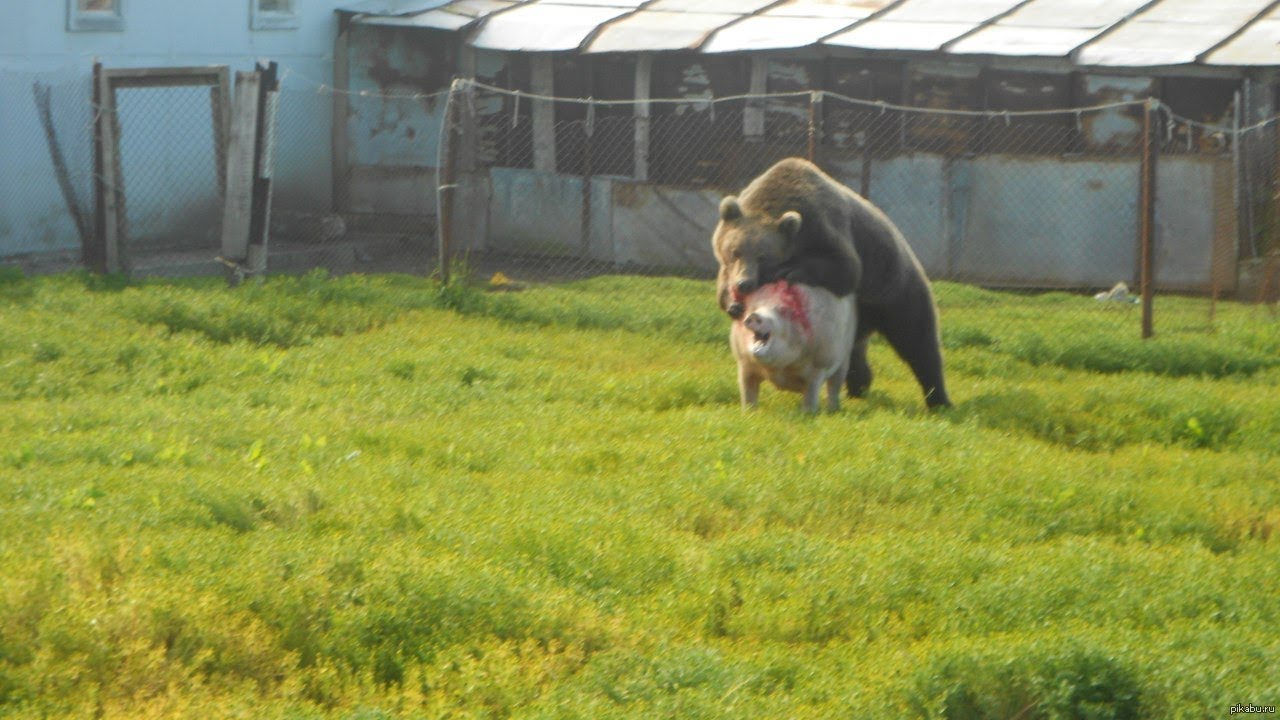 bear vs prey/bear against man,pig,cow - YouTube