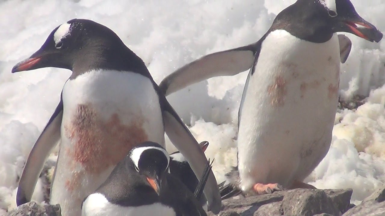 Penguin stealing stone from nest - Danco Island Antarctica - YouTube