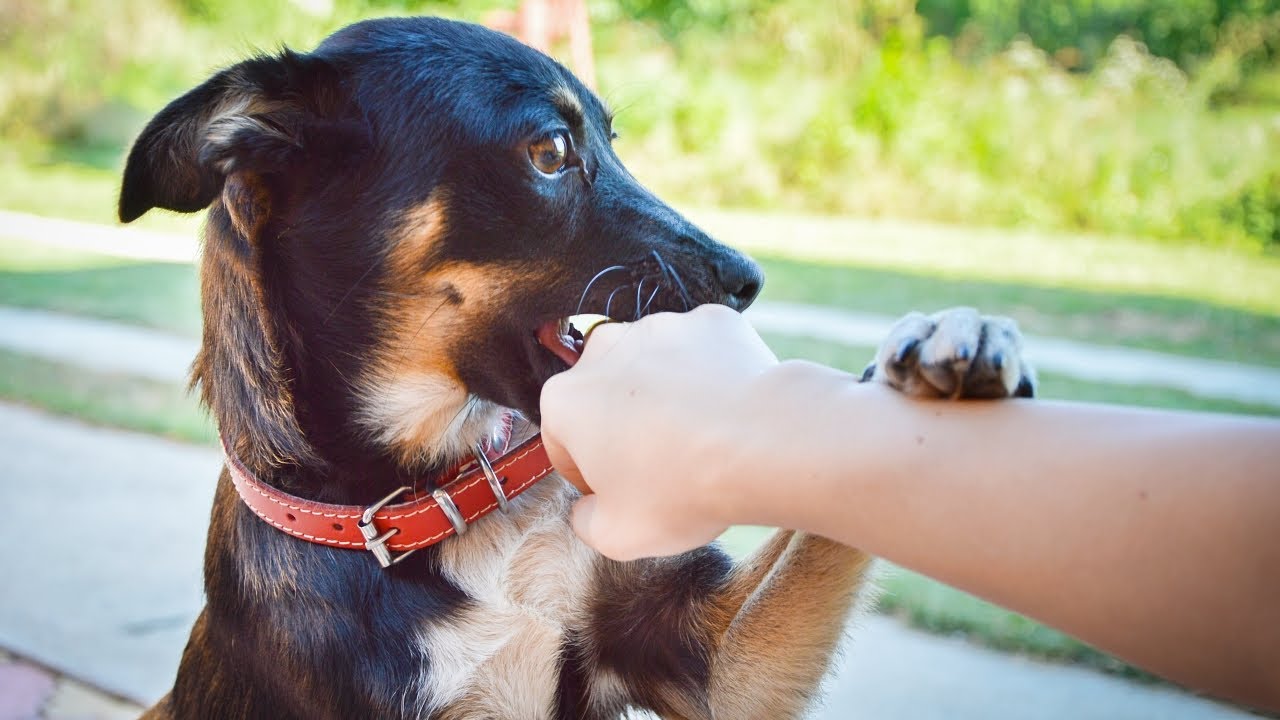 Why Does My Dog Bite My Sleeves Updated March 2023 Wikidoggia why-does-my-dog-bite-my-sleeves-updated-march-2023-wikidoggia