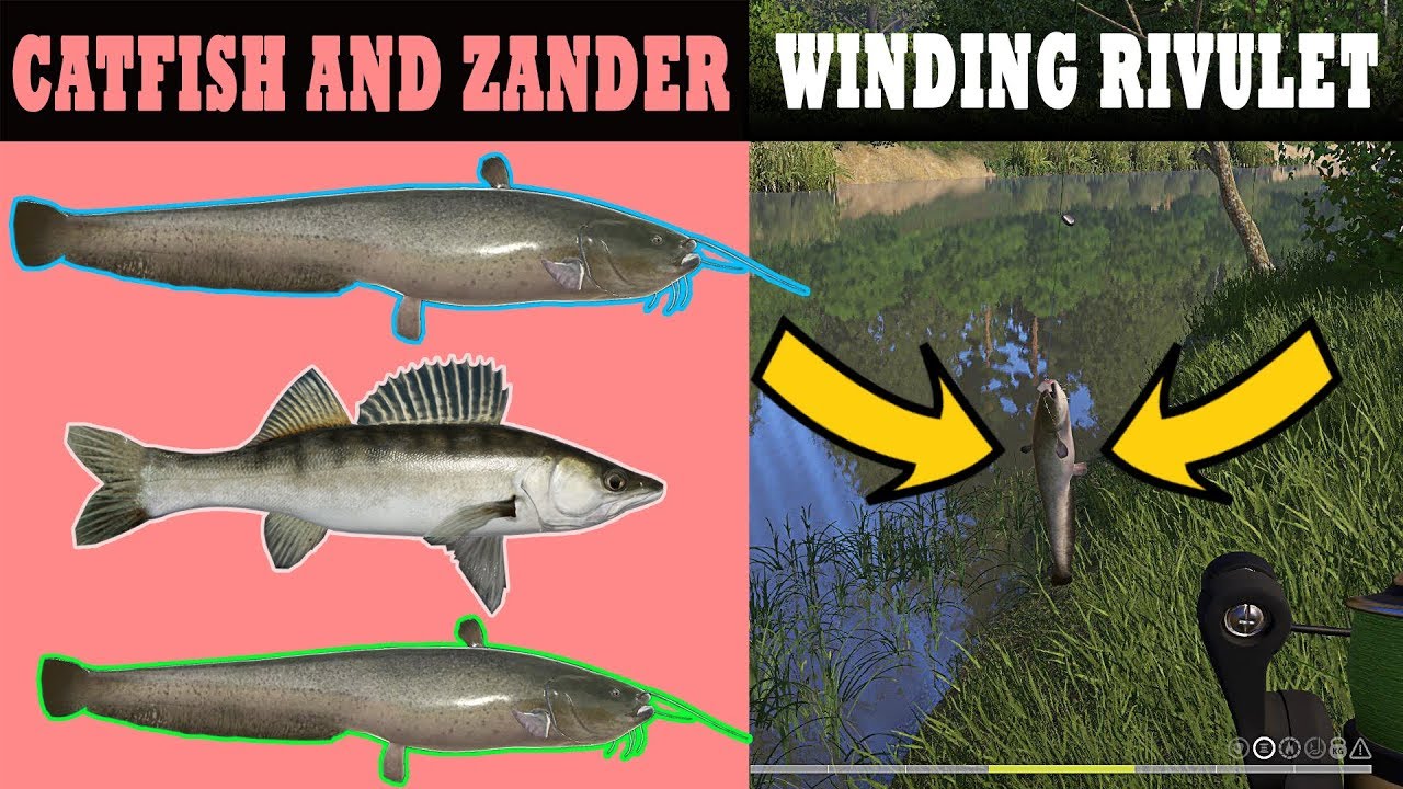 Best Catfish and Zander | Winding Rivulet Russian Fishing 4 - YouTube