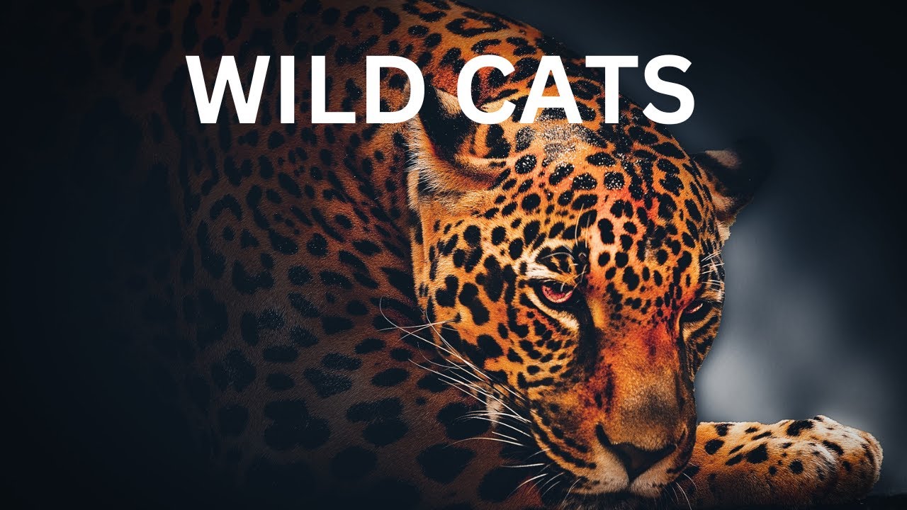 The Incredible Types of Wild Cats on Earth | Types of wild cats in the ...