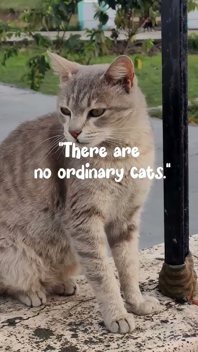 "| There | are | no | ordinary | cats | " #cat #shorts - YouTube