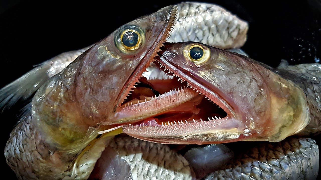 LIZARD FISH COOKED IN COCONUT MILK (GINATAANG KALASO FISH RECIPE) - YouTube