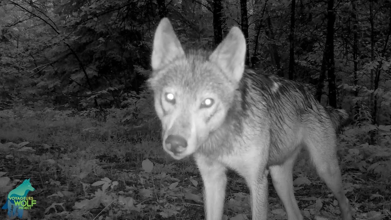 The wildlife on an old Forest Service road - YouTube