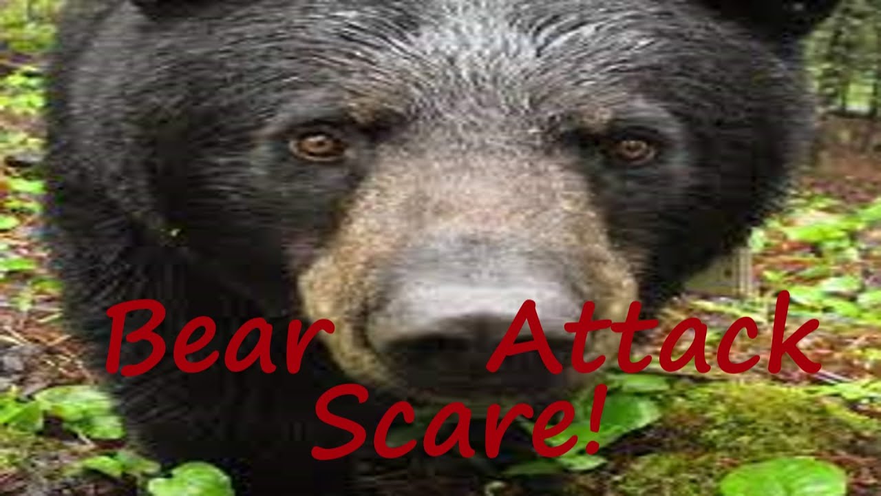 Bear Attack Scare - YouTube