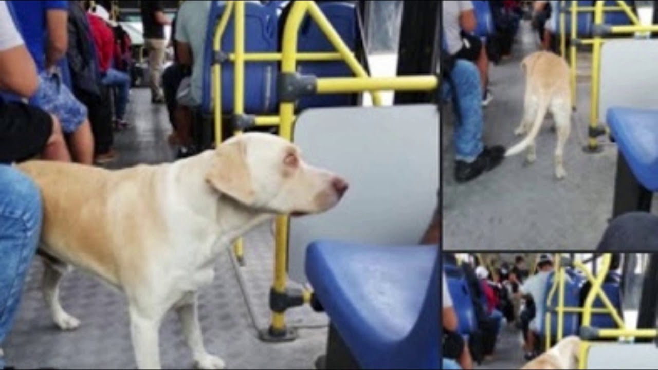 Perrito extraviado busca a su dueña en transporte público - YouTube