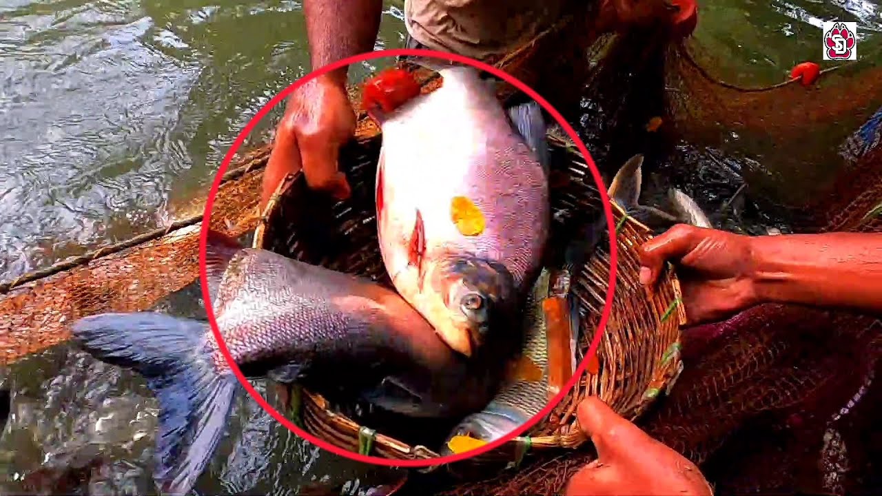 Massive Fish Catch! Freshwater Fishing with Traditional Nets - YouTube