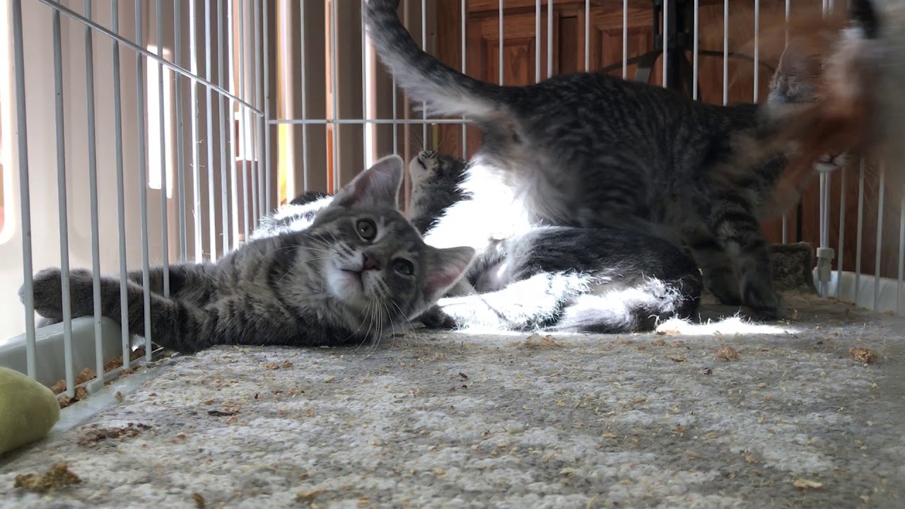 Map, Dia, and Sys - YouTube