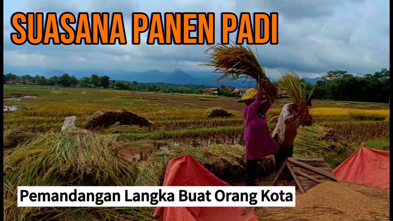 ORANG KOTA JARANG LIHAT, SUASANA PANEN PADI DI KAMPUNG // DESA CARIU ...