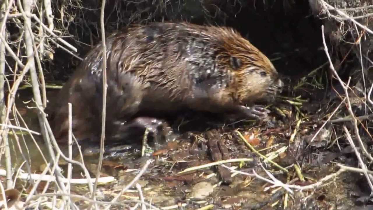 Beaver swimming back to shore at COL - YouTube