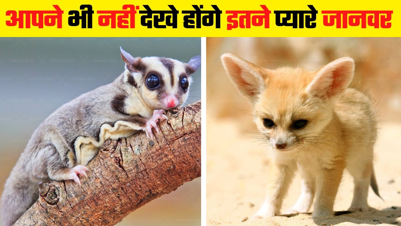 दुनिया के सबसे प्यारे जानवर | Cutest Exotic Pets in the World - YouTube