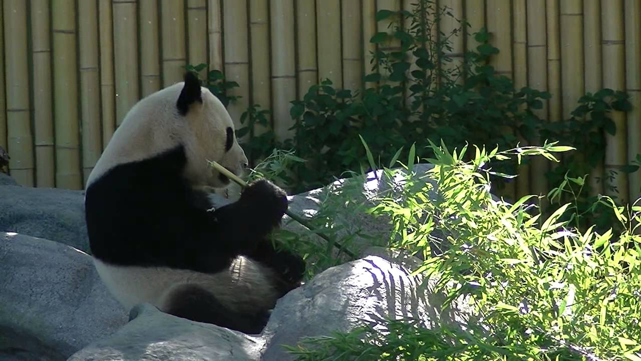 Toronto Zoo panda Da Mao eating bamboo in summer - YouTube