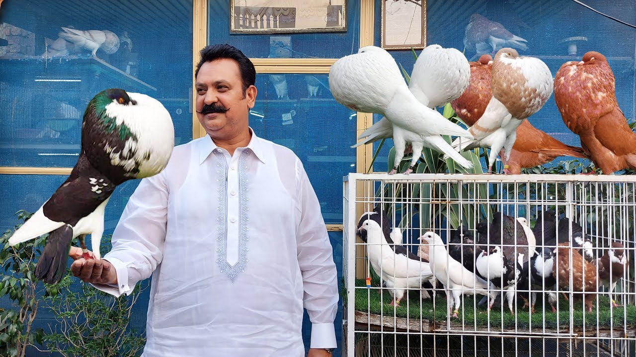 Gubara Kabootar ka bohat bara farm | Balloon Pigeon Biggest Farm ...