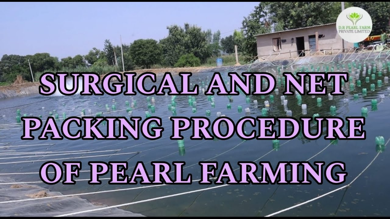 Surgical and net packing procedure of pearl farming in India 📞 ...