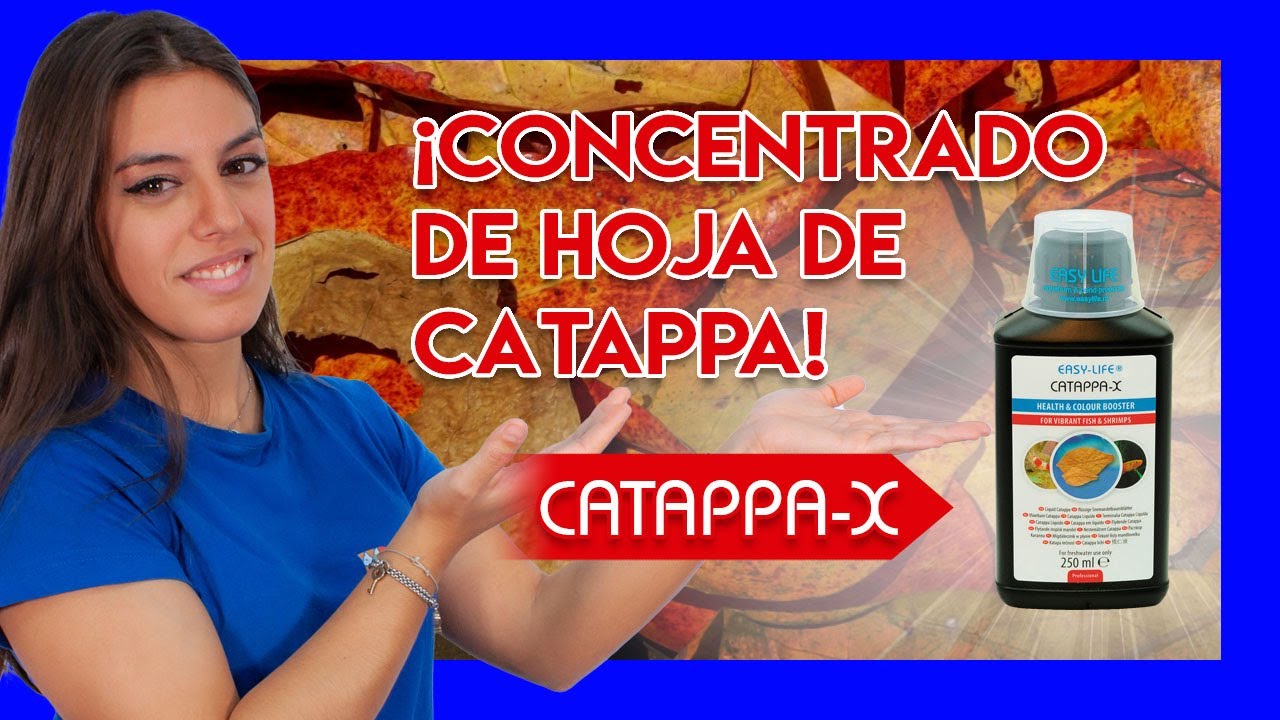 CATAPPA X - YouTube
