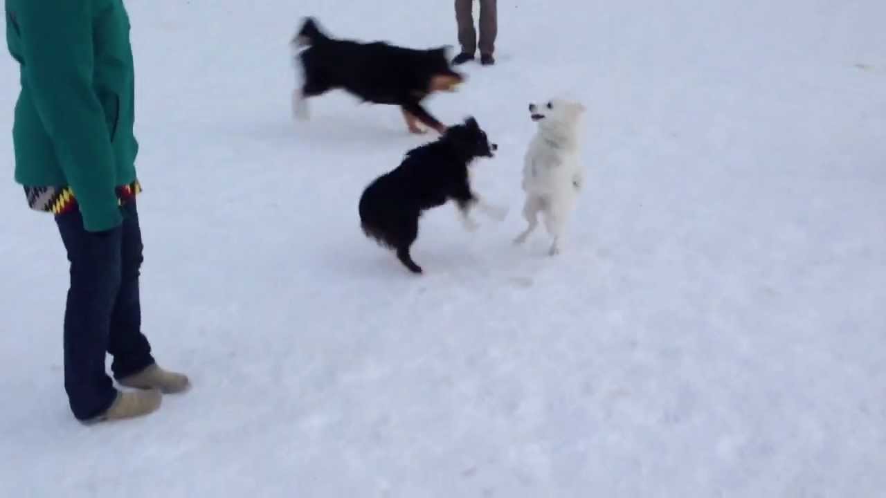 Toy Aussie chases mini American Eskimo dog - YouTube