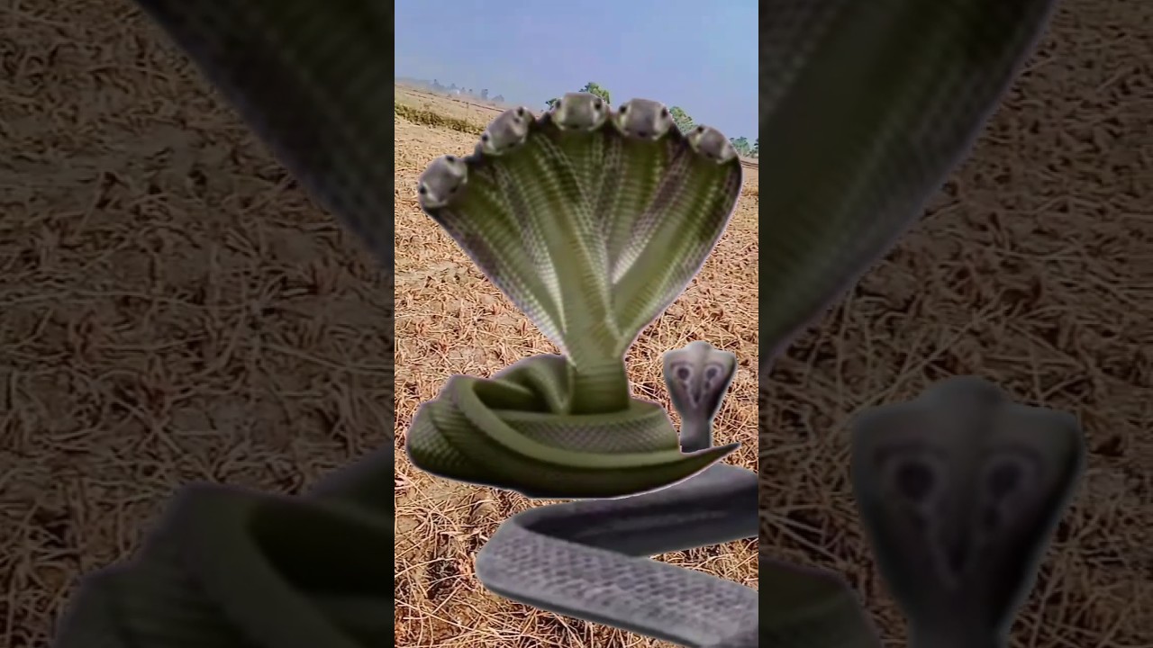 #snake #Shankar #Bhagwan #ka #videos #viral #last #sanjitlalyadav #ka # ...