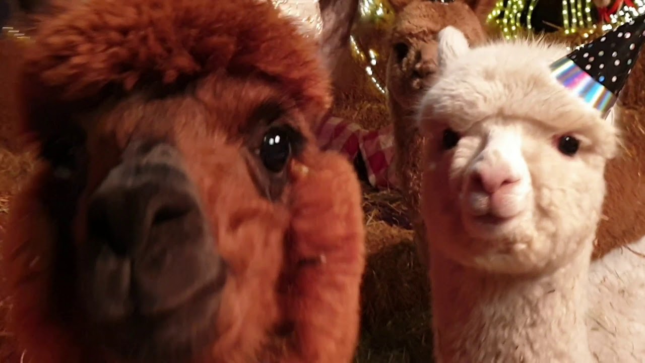 Happy new year alpacas - YouTube