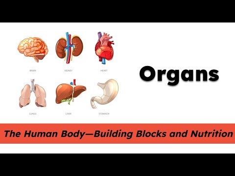 CKLA Grade 2 Domain 10 Lesson 4 Organs - YouTube