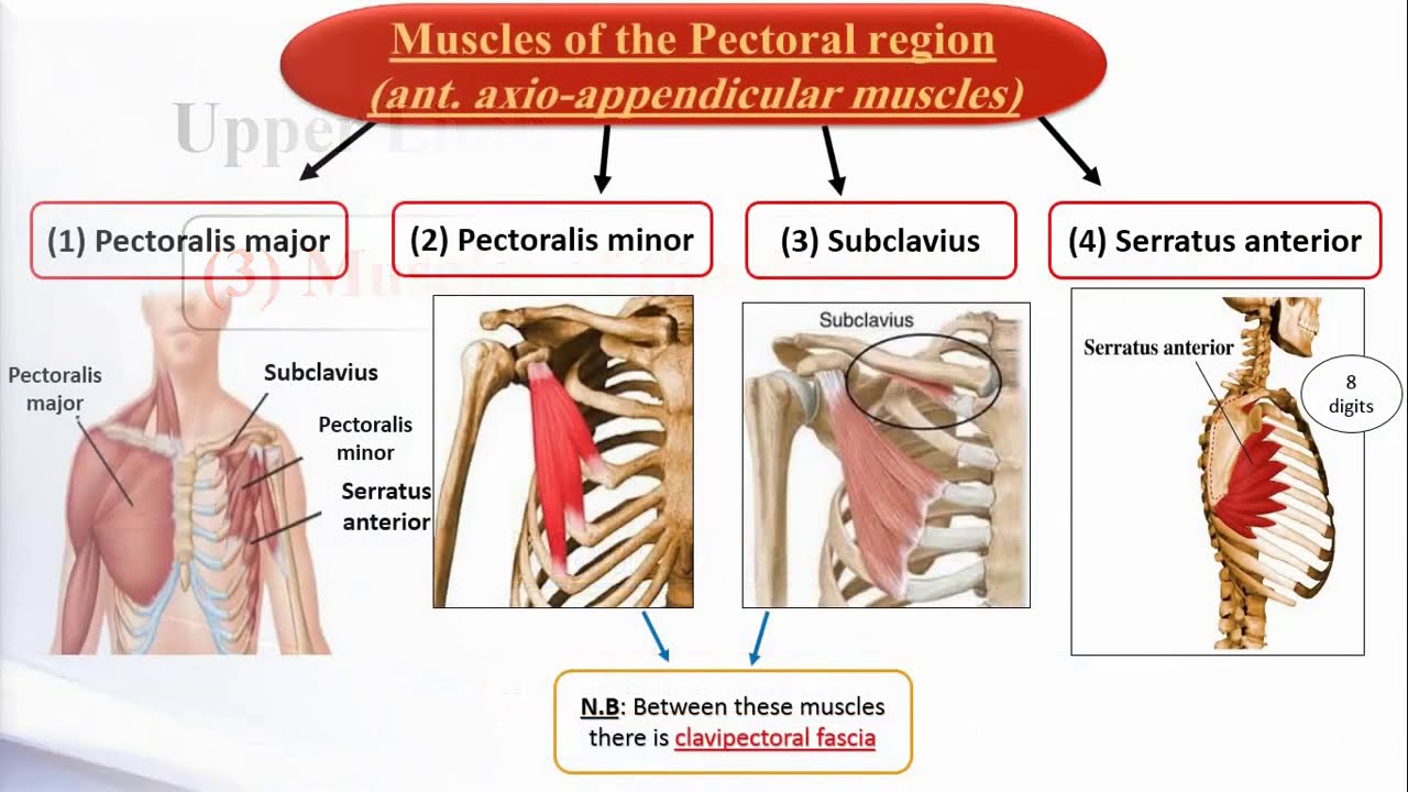 3- Muscles of the Pectoral region - YouTube