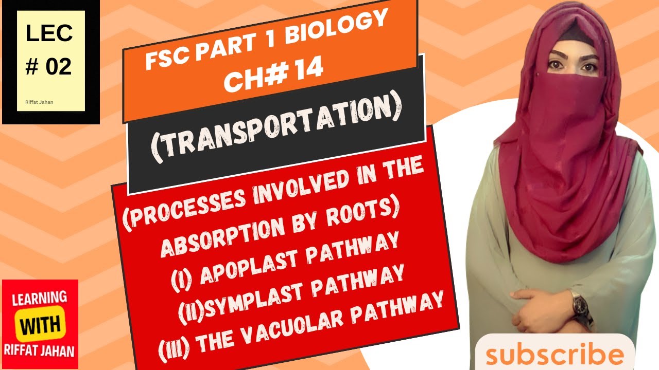 Ch#14 | Transportation | Lec #02 | PROCESSES INVOLVED IN THE ABSORPTION BY ROOTS(FSc Biology ...