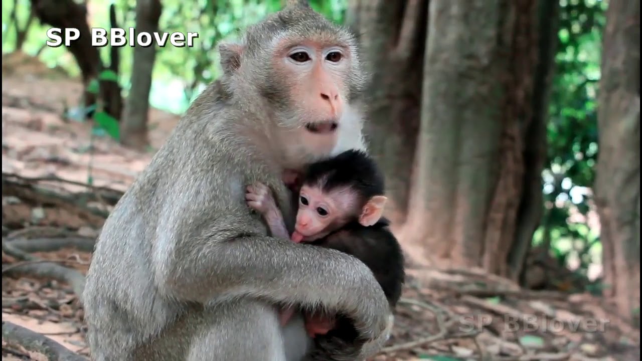 Psycho Monkey Steal Baby More Than 24 Hours Amara 35 - YouTube