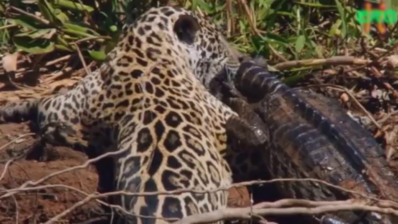 Amazing! Jaguar ambushes and eats Crocodile - YouTube