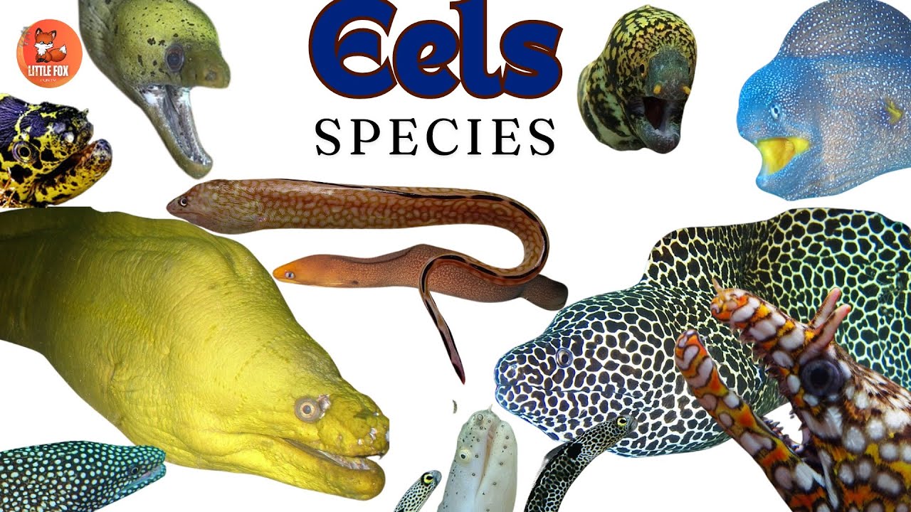 Eels Species | Amazing Types of Eels Species name in English for kids #kidslearning #animals # ...