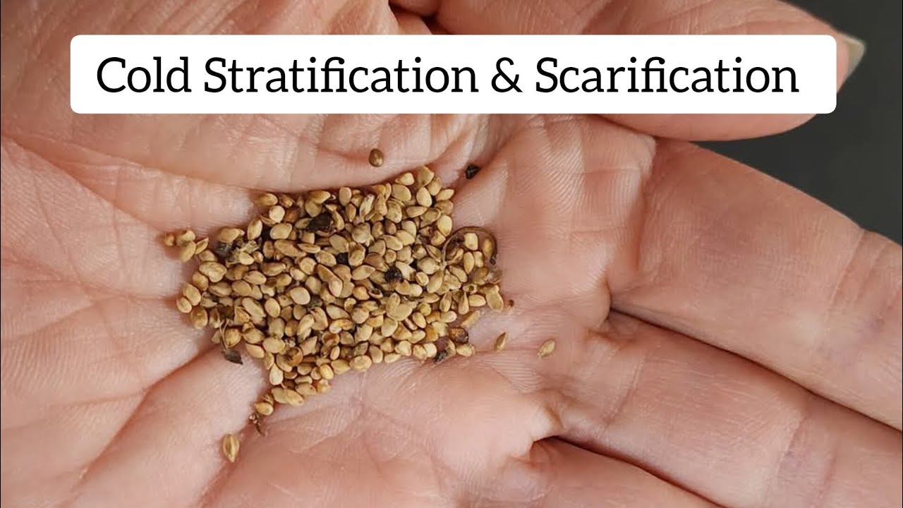 Live Chat: Cold Stratification & Seed Scarification - YouTube