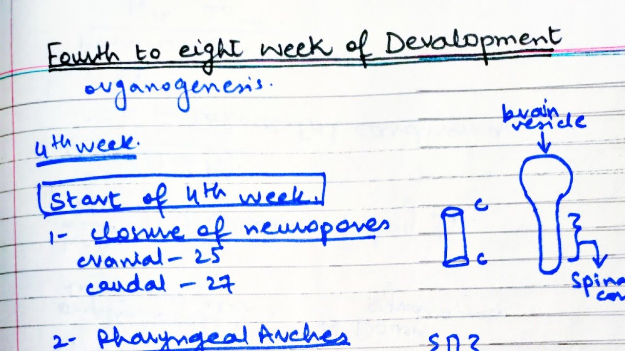 4th to 8th Week of Development - YouTube