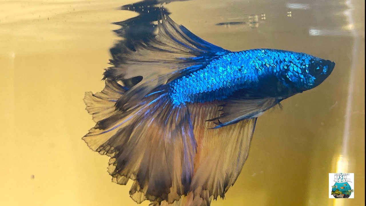 My New Betta Fish! - YouTube
