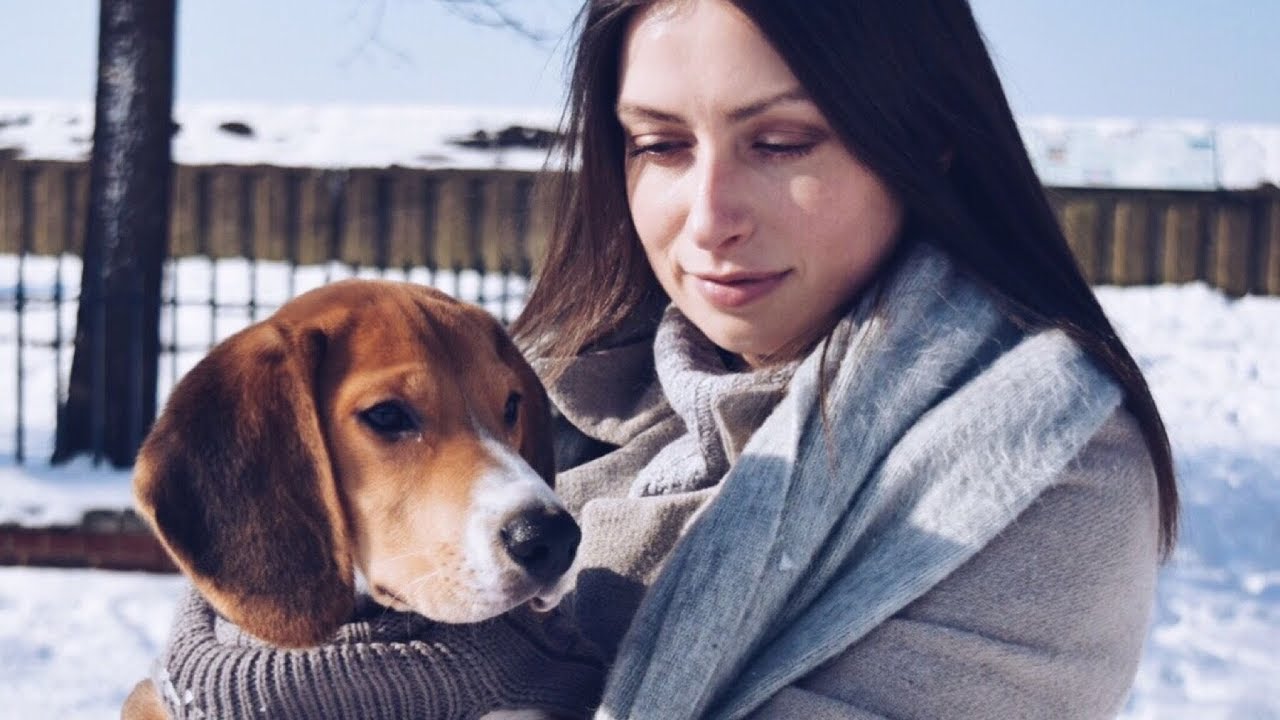 Sherlock The Beagle | 5 Month Old Beagle Pupdate - YouTube