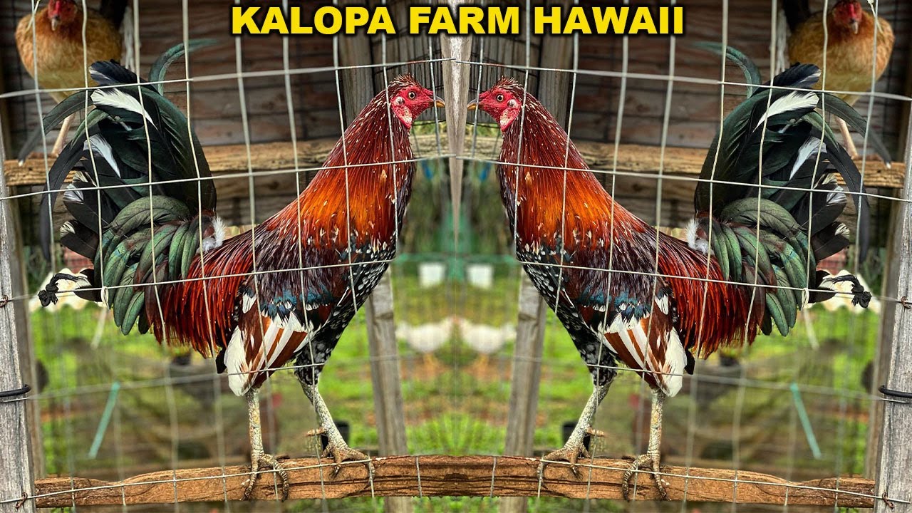 Beautiful Birds KALOPA FARM Hawaii ‼️ - YouTube
