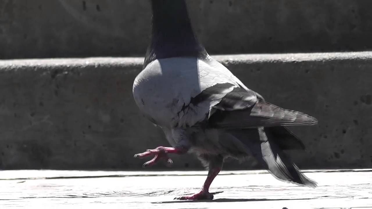 Injured Pigeon Broken Leg Nearly Stepped On Shoes Alaska Mohr ...