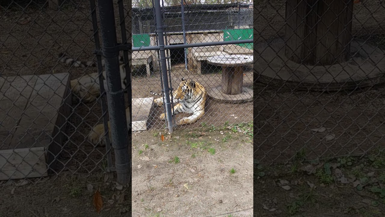 Catty Shack Jacksonville florida. Big kitty - YouTube