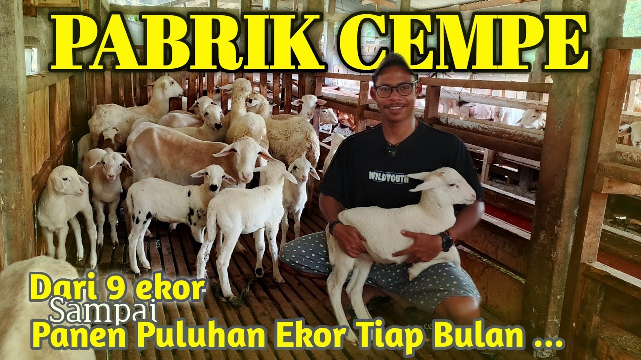 DARI 9 EKOR DOMBA, JADI PABRIK CEMPE, PANEN PULUHAN CEMPE PERBULAN ...