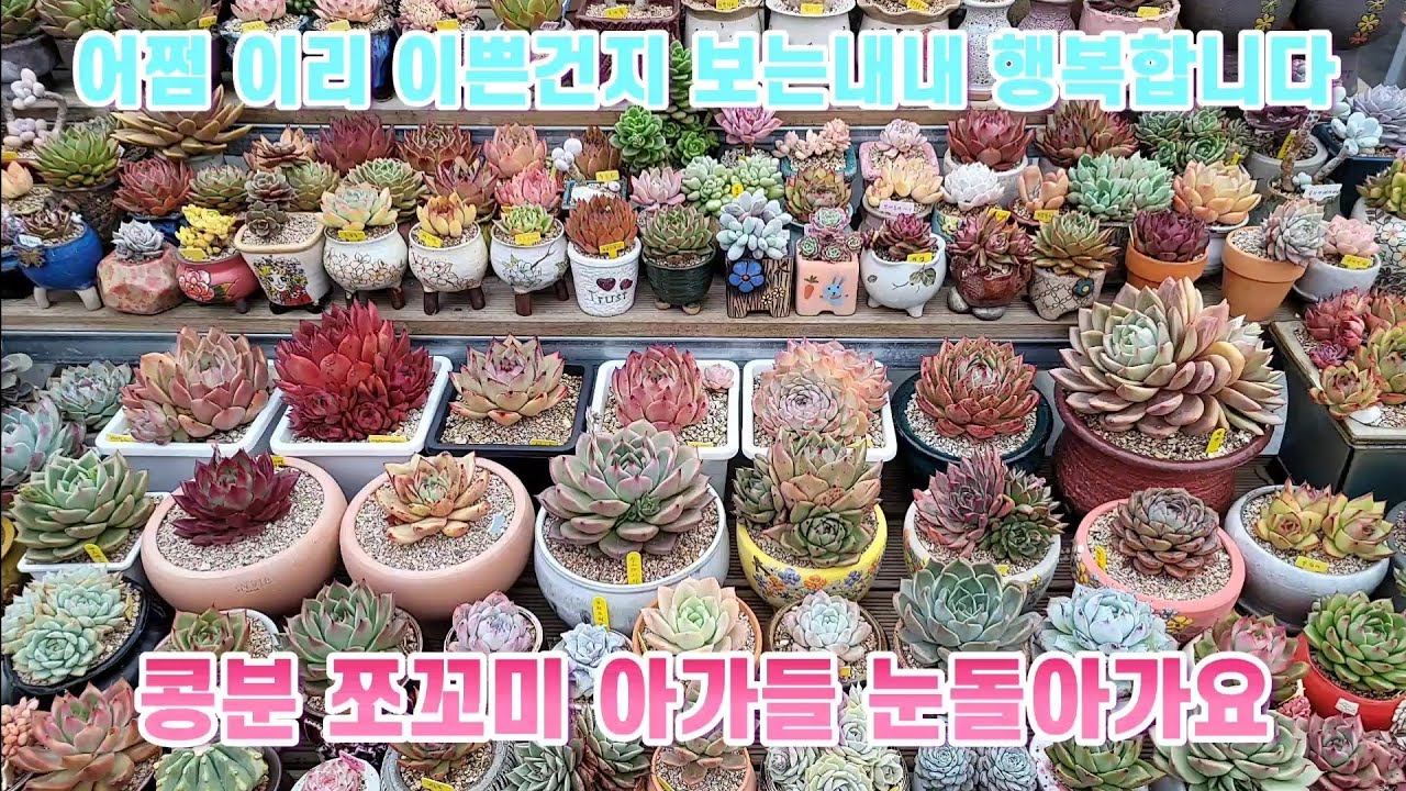 이쁜 아가들이 한가득 아기자기 쪼꼬미 아가들 작은 화분에 작게 작게 귀요미들 눈에 담아 가세요 묵둥이 국민이 창 콩분 다육이 다육스케치 달콤한총각다육 Youtube