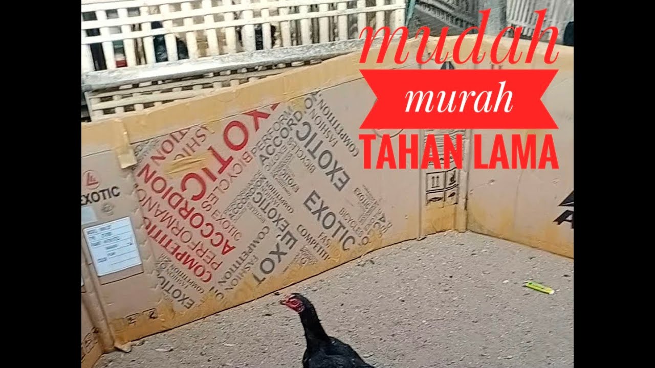 🔴 MemBuat geber ayam dari kardus bekas|| ..tahan 💯 - YouTube
