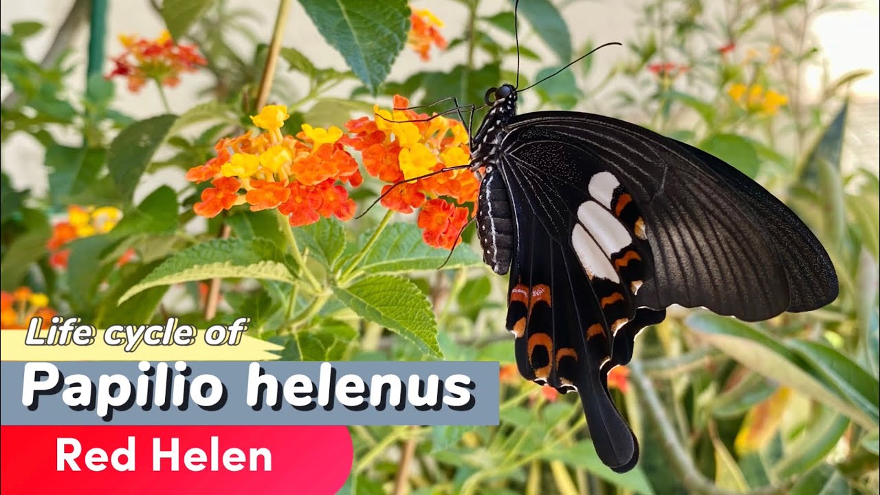 Butterfly life cycle of Papilio helenus ( Red Helen ) #butterfly #butterflylifecycle#nature #蝴蝶# ...