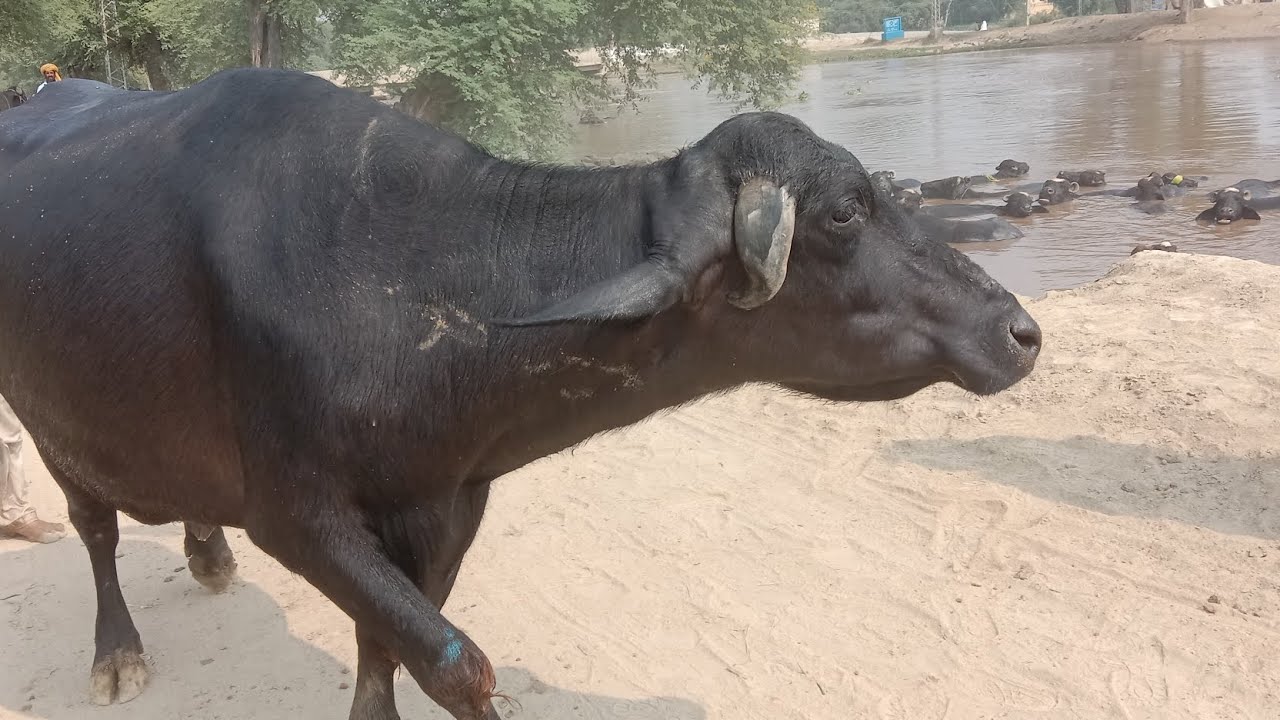 beautiful buffalo neeli Ravi for sale on YouTube in Pakistan - YouTube